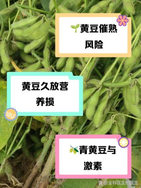 青黄豆的营养价值及功效与作用_青黄豆怎么吃最营养-第2张图片-山城妙识 青黄豆的营养价值及功效与作用_青黄豆怎么吃最营养-第2张图片-山城妙识