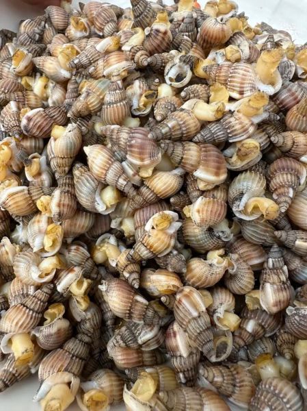 爆炒海螺丝怎么做好吃_爆炒海螺丝要不要焯水-第3张图片-山城妙识 爆炒海螺丝怎么做好吃_爆炒海螺丝要不要焯水-第3张图片-山城妙识