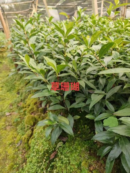 珊瑚草是什么_珊瑚草的功效与作用-第2张图片-山城妙识 珊瑚草是什么_珊瑚草的功效与作用-第2张图片-山城妙识