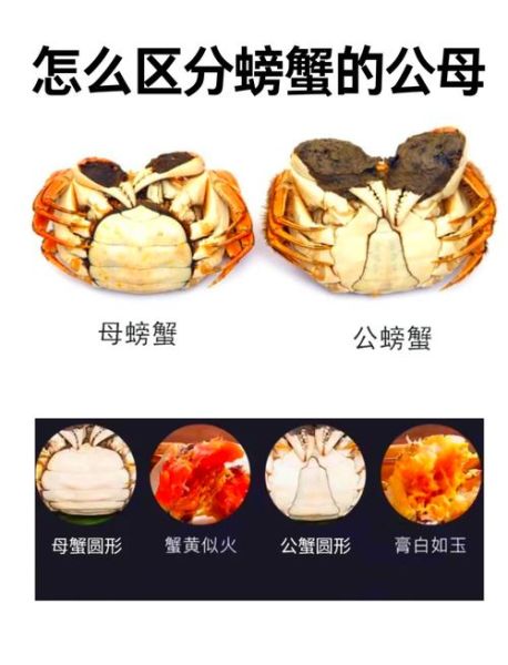螃蟹保存生的好还是熟的好_冷藏冷冻区别-第1张图片-山城妙识 螃蟹保存生的好还是熟的好_冷藏冷冻区别-第1张图片-山城妙识