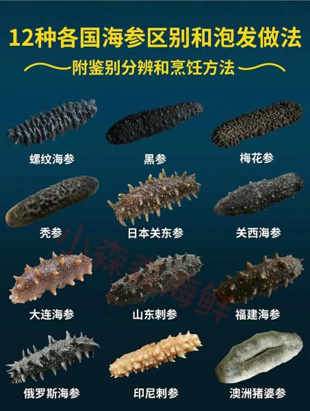 吃海参对人有什么好处_海参的营养价值与功效-第2张图片-山城妙识