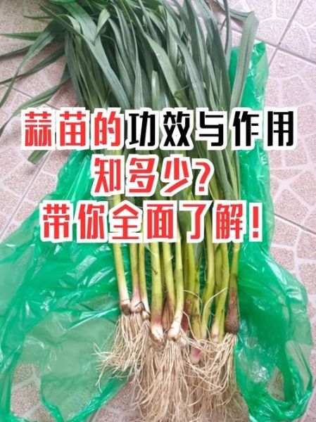 青蒜和蒜苗的区别_青蒜和蒜苗哪个更辣-第3张图片-山城妙识 青蒜和蒜苗的区别_青蒜和蒜苗哪个更辣-第3张图片-山城妙识