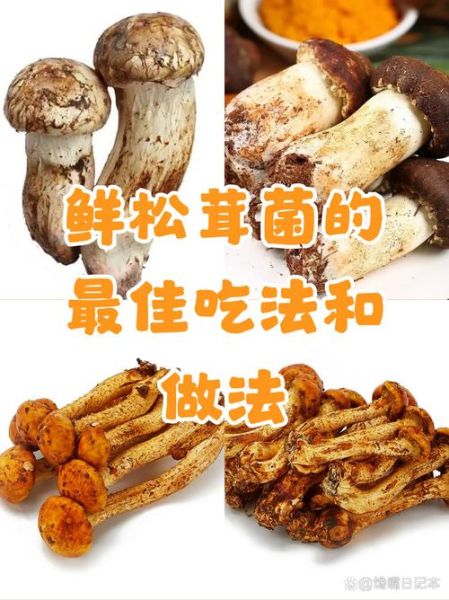 鲜松茸怎么吃最有营养_鲜松茸怎么吃最鲜美-第1张图片-山城妙识 鲜松茸怎么吃最有营养_鲜松茸怎么吃最鲜美-第1张图片-山城妙识