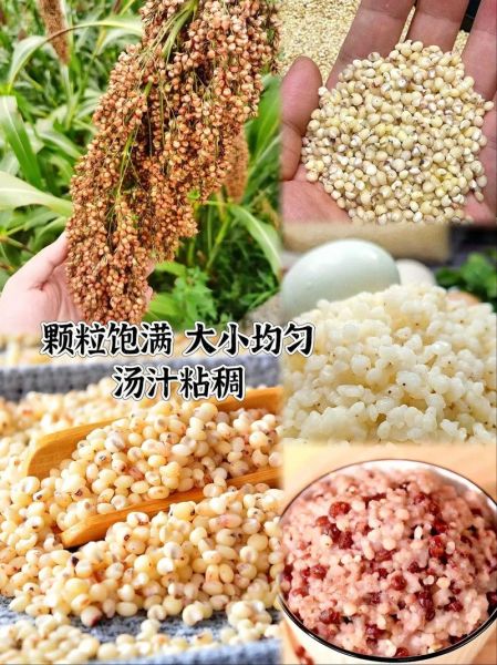 高粱米水饭热量_高粱米水饭减肥能吃吗-第2张图片-山城妙识 高粱米水饭热量_高粱米水饭减肥能吃吗-第2张图片-山城妙识