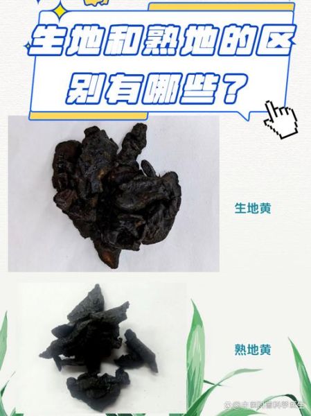 生地和熟地的区别_如何正确选用生地熟地-第2张图片-山城妙识 生地和熟地的区别_如何正确选用生地熟地-第2张图片-山城妙识