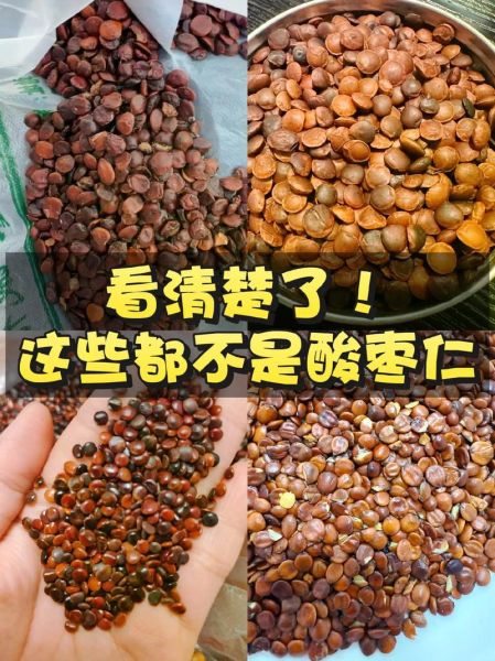 酸枣仁图片大全_如何辨别真假酸枣仁-第2张图片-山城妙识 酸枣仁图片大全_如何辨别真假酸枣仁-第2张图片-山城妙识