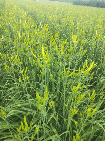 鲜黄花菜中毒症状_鲜黄花菜怎么处理才安全-第2张图片-山城妙识