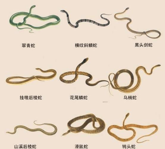 菜花蛇为什么能捕食眼镜王蛇_菜花蛇天敌有哪些-第3张图片-山城妙识