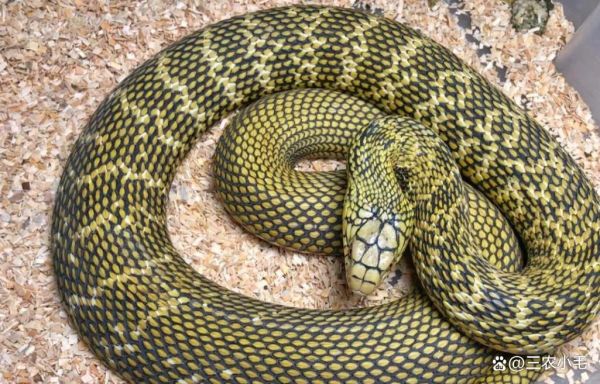 菜花蛇为什么能捕食眼镜王蛇_菜花蛇天敌有哪些-第1张图片-山城妙识