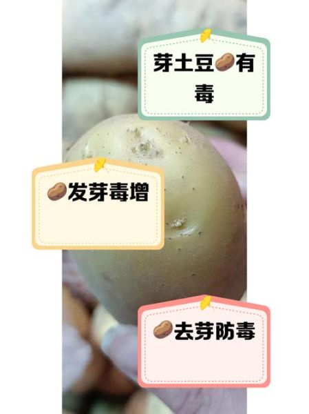 马铃薯发芽了还能不能吃_吃了会中毒吗-第1张图片-山城妙识 马铃薯发芽了还能不能吃_吃了会中毒吗-第1张图片-山城妙识