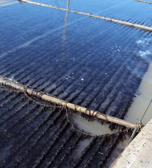 紫菜是怎么长出来的_紫菜生长周期多久-第1张图片-山城妙识