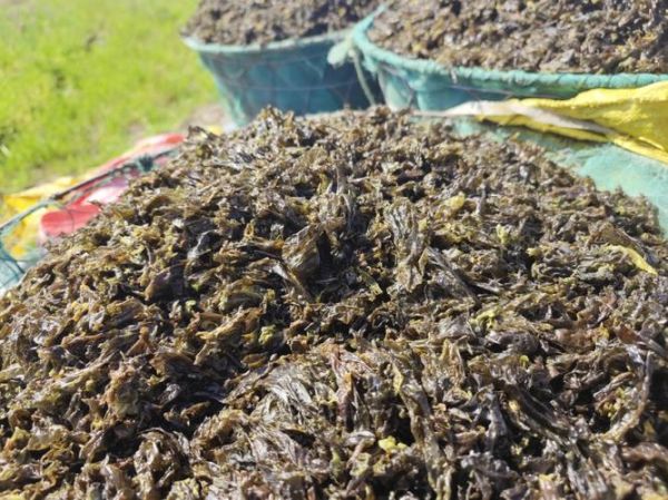 紫菜是怎么长出来的_紫菜生长周期多久-第3张图片-山城妙识