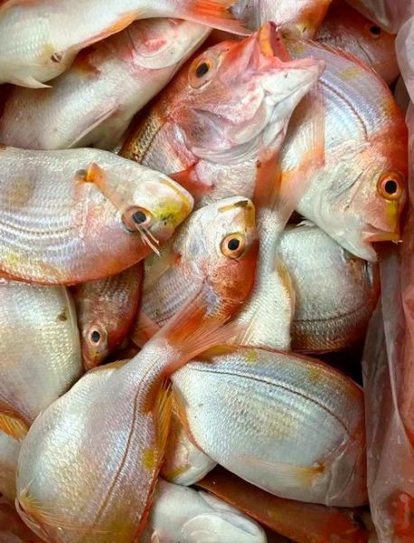 野生海红鱼长什么样_野生海红鱼多少钱一斤-第2张图片-山城妙识