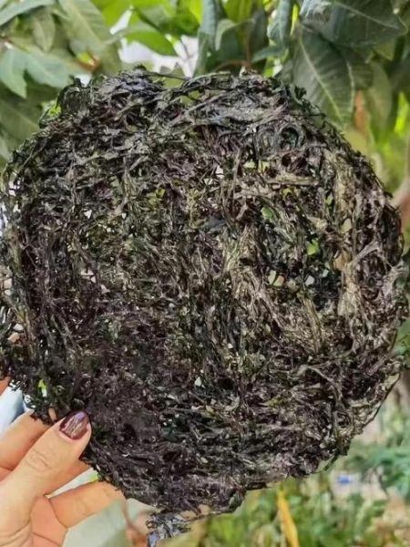 紫菜是怎么长出来的_紫菜生长周期多久-第2张图片-山城妙识