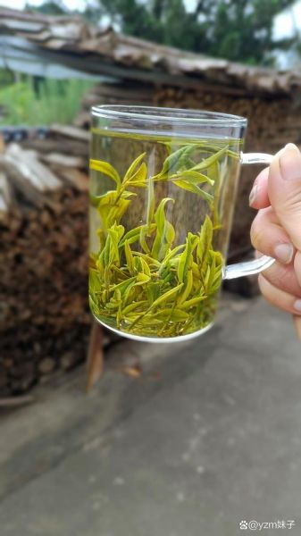 黄山毛峰多少钱一斤_如何辨别真假-第2张图片-山城妙识 黄山毛峰多少钱一斤_如何辨别真假-第2张图片-山城妙识