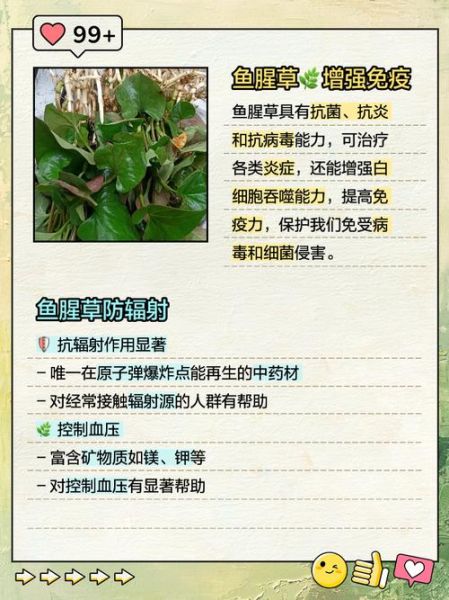 鱼腥草泡水喝的功效与作用_鱼腥草怎么泡水喝最好-第1张图片-山城妙识