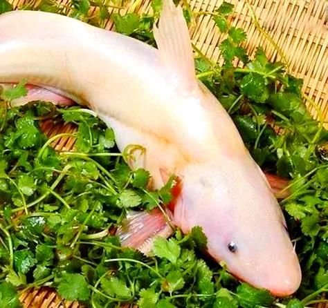 江团鱼是什么鱼_江团鱼产地在哪里-第1张图片-山城妙识