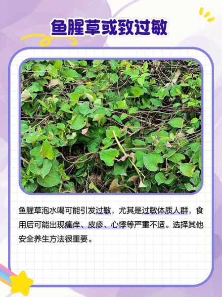 鱼腥草泡水喝的功效与作用_鱼腥草怎么泡水喝最好-第3张图片-山城妙识