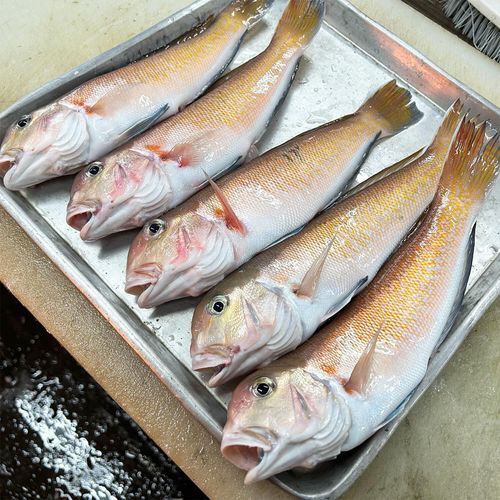 马头鱼的营养价值_马头鱼适合什么人吃-第3张图片-山城妙识 马头鱼的营养价值_马头鱼适合什么人吃-第3张图片-山城妙识