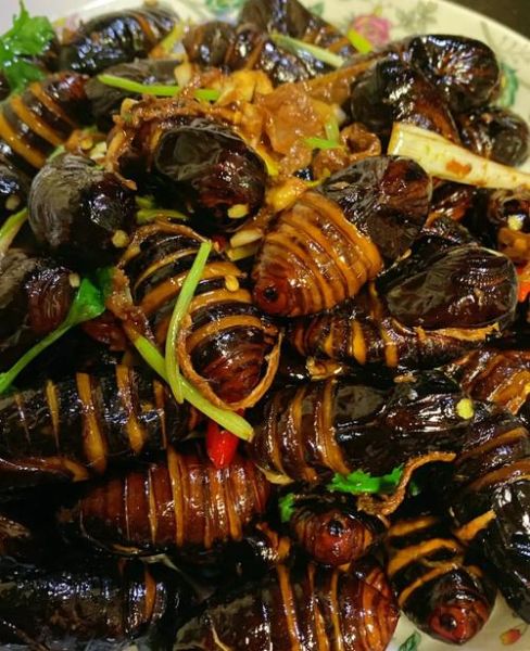 蚕蛹怎么做好吃_蚕蛹的家常做法视频教学-第2张图片-山城妙识 蚕蛹怎么做好吃_蚕蛹的家常做法视频教学-第2张图片-山城妙识