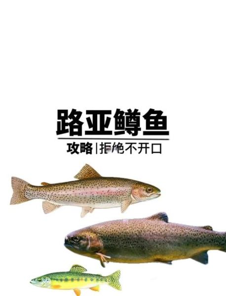 鳟鱼怎么钓_鳟鱼吃什么饵料-第2张图片-山城妙识 鳟鱼怎么钓_鳟鱼吃什么饵料-第2张图片-山城妙识