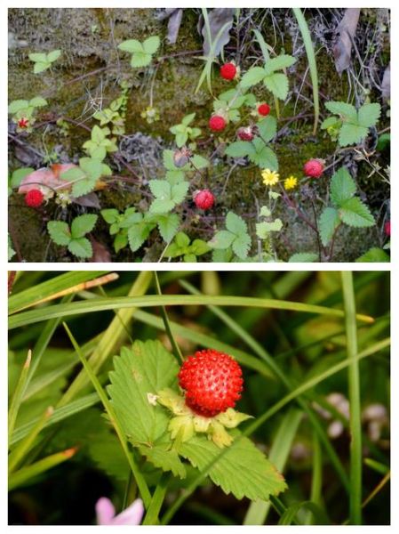 蛇莓和野草莓的区别_如何一眼区分-第2张图片-山城妙识 蛇莓和野草莓的区别_如何一眼区分-第2张图片-山城妙识