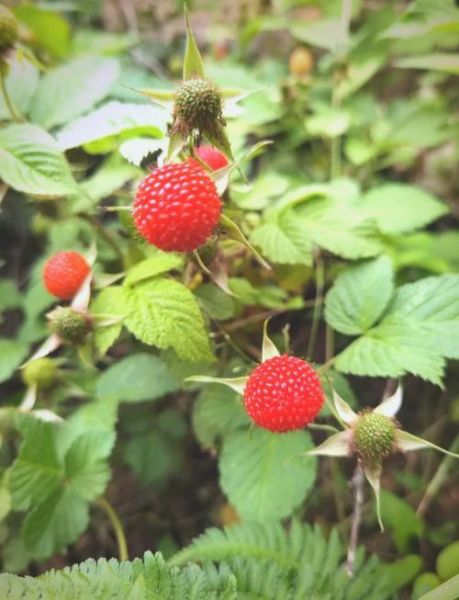 蛇莓和野草莓的区别_如何一眼区分-第3张图片-山城妙识 蛇莓和野草莓的区别_如何一眼区分-第3张图片-山城妙识