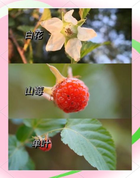 蛇莓和野草莓的区别_如何一眼区分-第1张图片-山城妙识 蛇莓和野草莓的区别_如何一眼区分-第1张图片-山城妙识