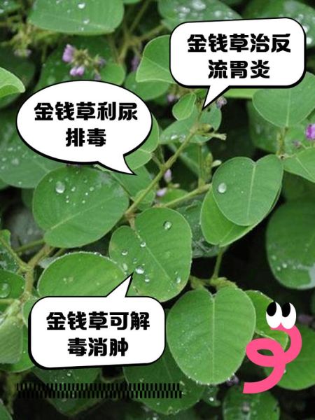 金钱草泡水能天天喝吗_长期饮用副作用-第1张图片-山城妙识