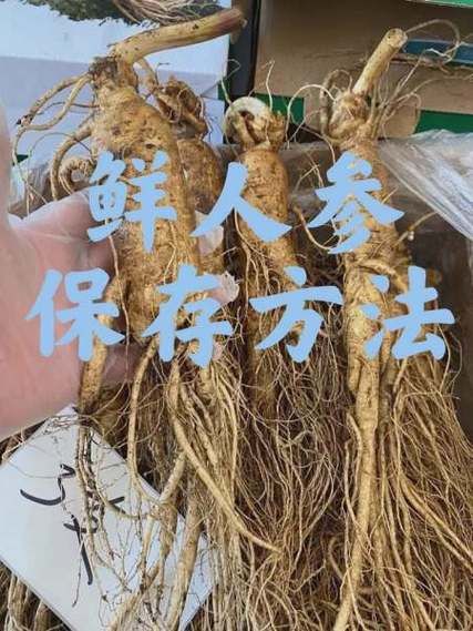 鲜人参怎么保存_鲜人参可以放冰箱吗-第3张图片-山城妙识