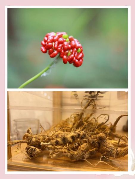 鲜人参怎么保存_鲜人参可以放冰箱吗-第2张图片-山城妙识