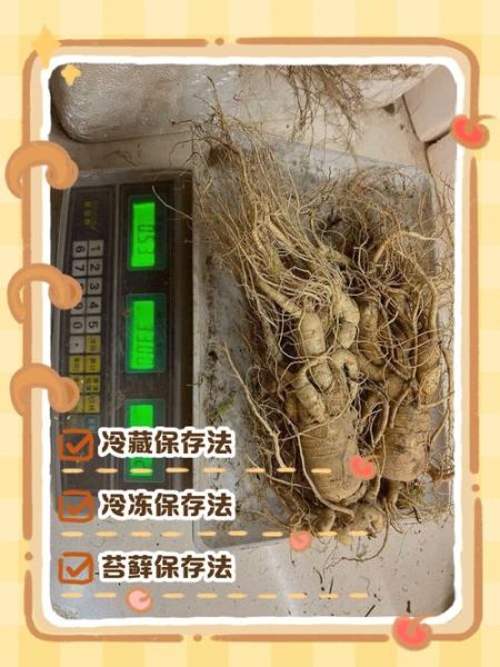 鲜人参怎么保存_鲜人参可以放冰箱吗-第1张图片-山城妙识