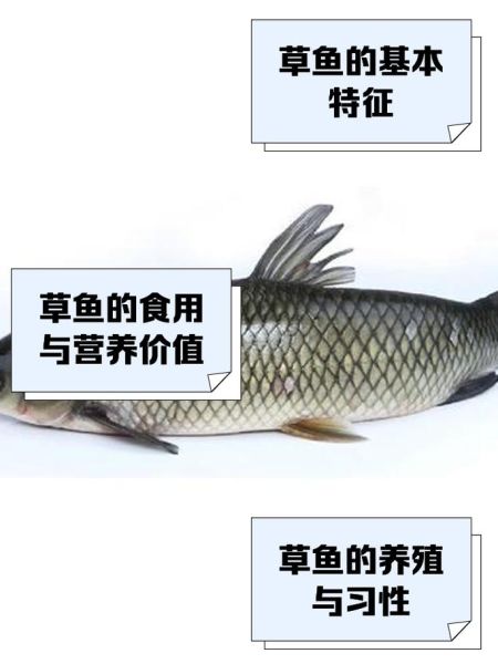 草鱼的营养价值及功效与作用_草鱼适合什么人吃-第2张图片-山城妙识 草鱼的营养价值及功效与作用_草鱼适合什么人吃-第2张图片-山城妙识
