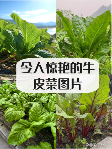 牛皮菜图片长什么样_牛皮菜和菠菜的区别-第1张图片-山城妙识 牛皮菜图片长什么样_牛皮菜和菠菜的区别-第1张图片-山城妙识