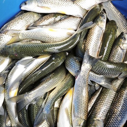 鲩鱼多少钱一斤_鲩鱼价格受哪些因素影响-第1张图片-山城妙识 鲩鱼多少钱一斤_鲩鱼价格受哪些因素影响-第1张图片-山城妙识