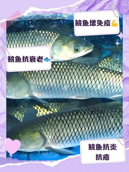 鲩鱼多少钱一斤_鲩鱼价格受哪些因素影响-第2张图片-山城妙识 鲩鱼多少钱一斤_鲩鱼价格受哪些因素影响-第2张图片-山城妙识