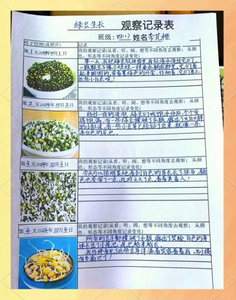豆芽观察日记七天怎么写_豆芽七天生长记录表-第1张图片-山城妙识 豆芽观察日记七天怎么写_豆芽七天生长记录表-第1张图片-山城妙识