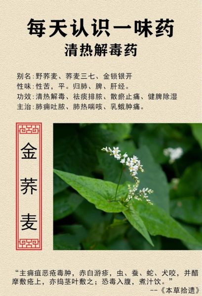 金荞麦是骗局吗_金荞麦副作用有哪些-第1张图片-山城妙识 金荞麦是骗局吗_金荞麦副作用有哪些-第1张图片-山城妙识