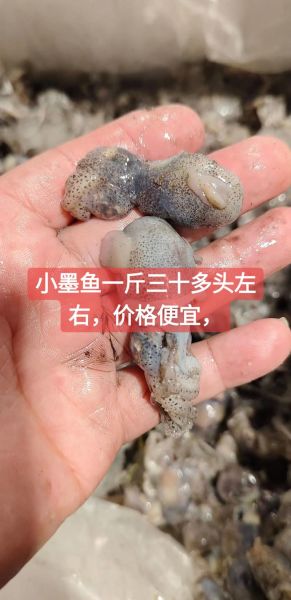 小墨鱼的营养价值_孕妇能吃小墨鱼吗-第1张图片-山城妙识 小墨鱼的营养价值_孕妇能吃小墨鱼吗-第1张图片-山城妙识