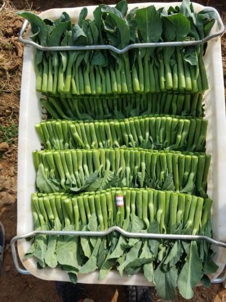 菜心和芥兰的区别_哪个更营养-第3张图片-山城妙识