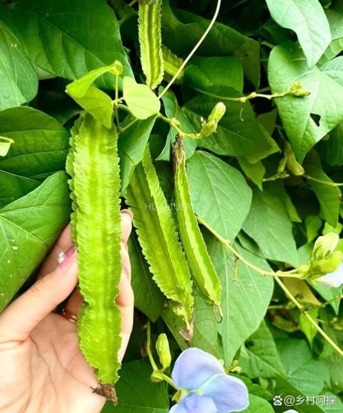 孕妇能吃四角豆吗_四角豆对胎儿好吗-第2张图片-山城妙识