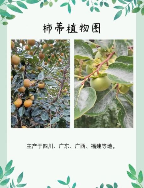 柿蒂的功效与作用_柿蒂的禁忌有哪些-第1张图片-山城妙识 柿蒂的功效与作用_柿蒂的禁忌有哪些-第1张图片-山城妙识