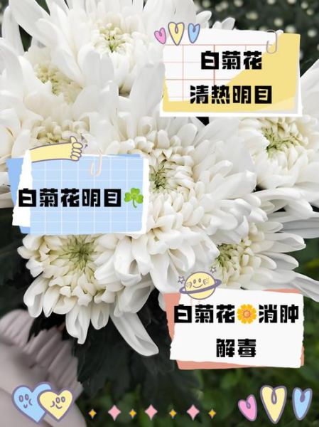 白菊花泡水喝的禁忌_白菊花的功效与作用-第2张图片-山城妙识