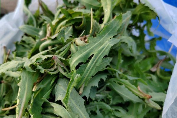 民间野菜大全_哪些野菜可以吃-第2张图片-山城妙识