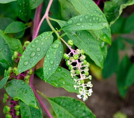 民间野菜大全_哪些野菜可以吃-第1张图片-山城妙识