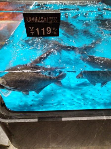 武昌鱼是什么鱼_武昌鱼产地在哪里-第1张图片-山城妙识 武昌鱼是什么鱼_武昌鱼产地在哪里-第1张图片-山城妙识