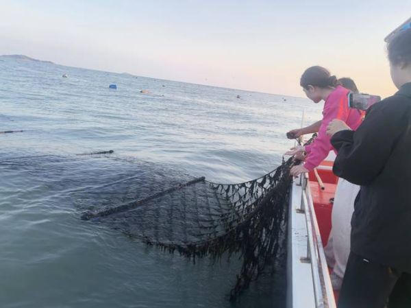 紫菜在海里长什么样_紫菜生长环境揭秘-第3张图片-山城妙识