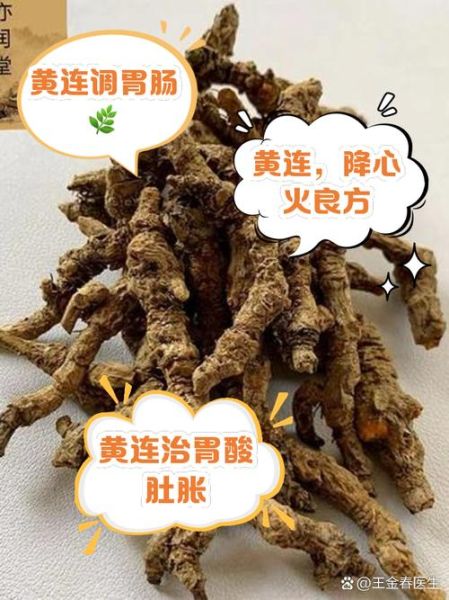 黄连的功效与作用_怎么吃效果最好-第3张图片-山城妙识