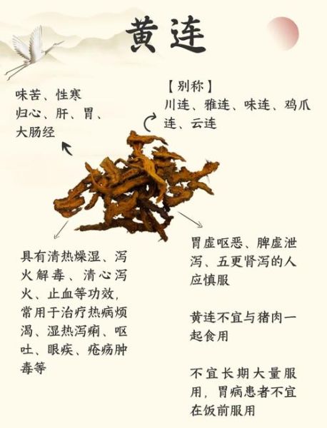 黄连的功效与作用_怎么吃效果最好-第1张图片-山城妙识