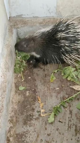 豪猪图片怎么拍_豪猪高清图哪里找-第2张图片-山城妙识 豪猪图片怎么拍_豪猪高清图哪里找-第2张图片-山城妙识